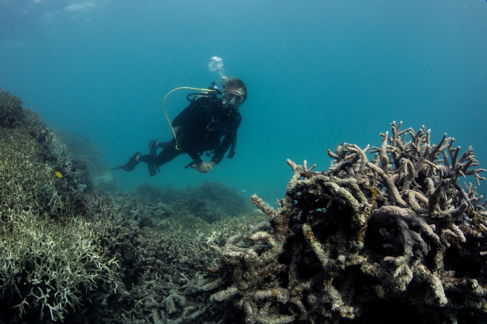 Were Historical Pictures of Great Barrier Reef Degradation Really ...