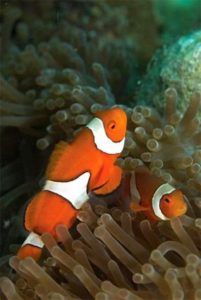Killing Nemo - DeSmog
