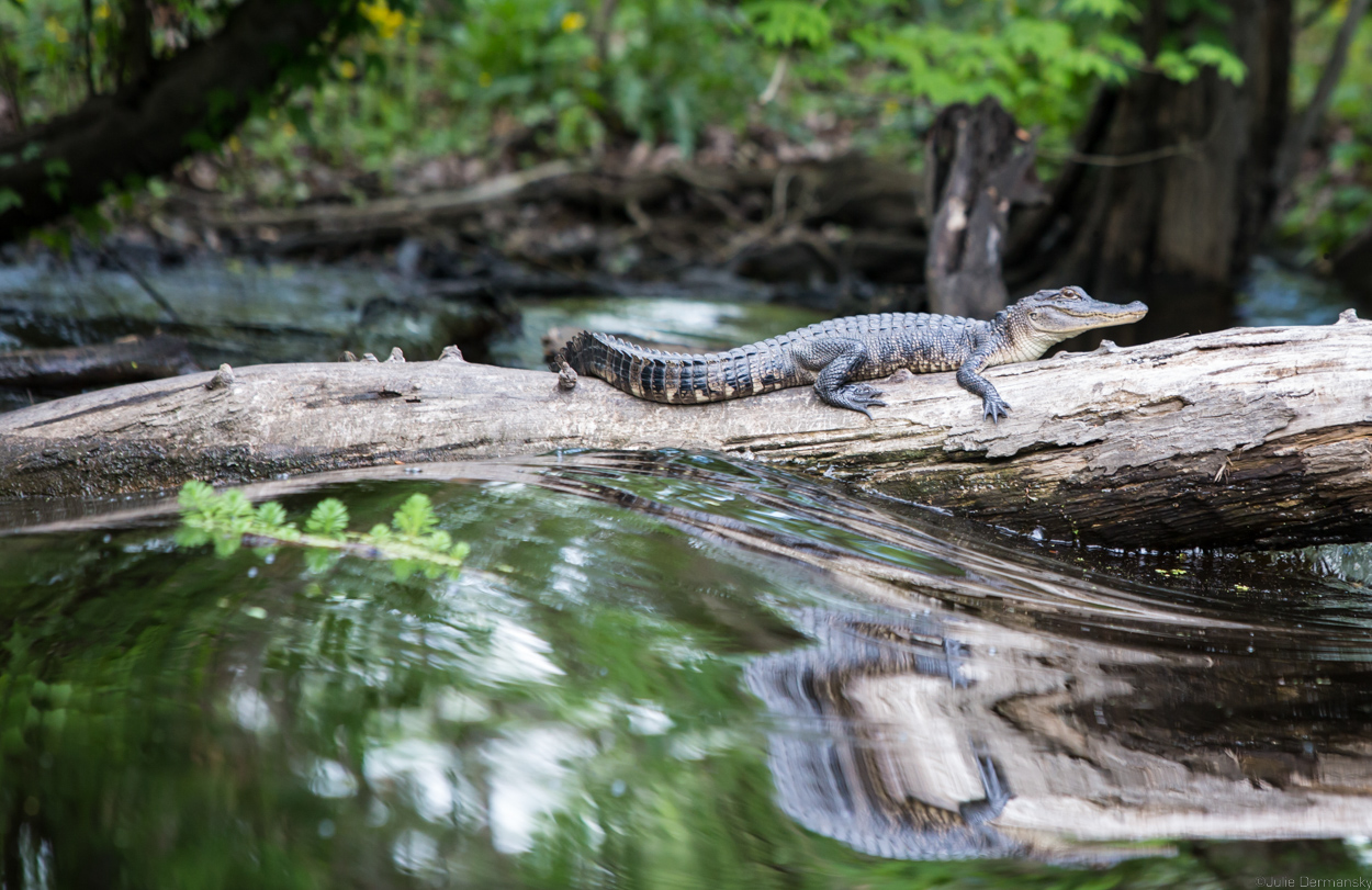 The Battle to Stop Air Products’ Carbon Capture Project at Lake ...