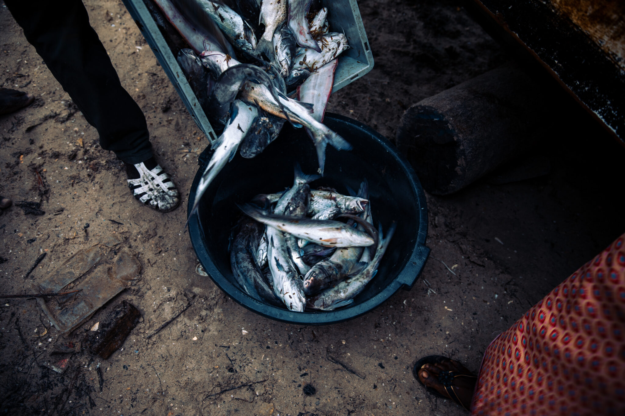How Fishmeal Factories Put Food Out of Reach for Communities in The ...