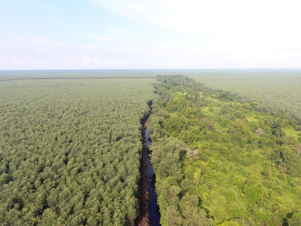 Paper Packaging Brings Deforestation Risk, Say Indonesian Campaigners ...