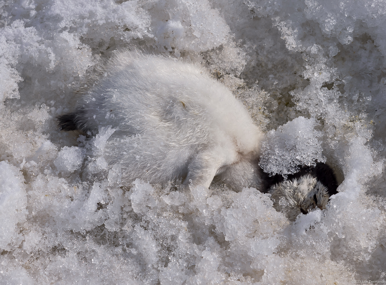 Inaction on Climate Change Is a Death Sentence for Emperor Penguin ...