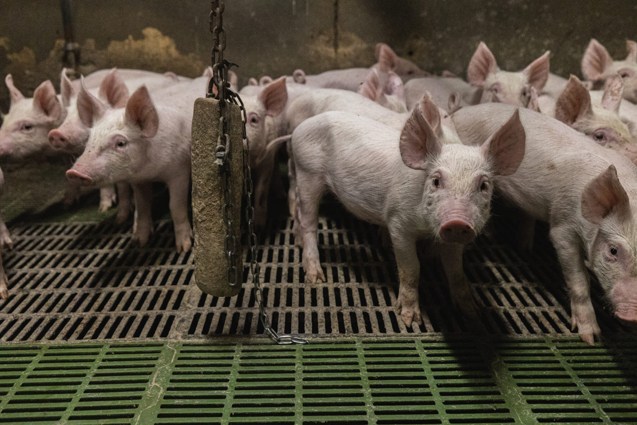 Meet Animal Pharma’s 'Boots on the Ground' in Brussels - DeSmog