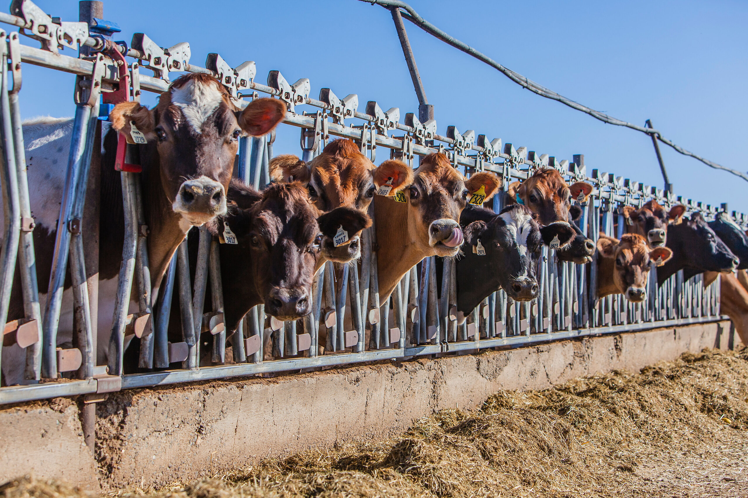 U.S. Meat Lobby Celebrates ‘Positive Outcome’ of COP28 - DeSmog