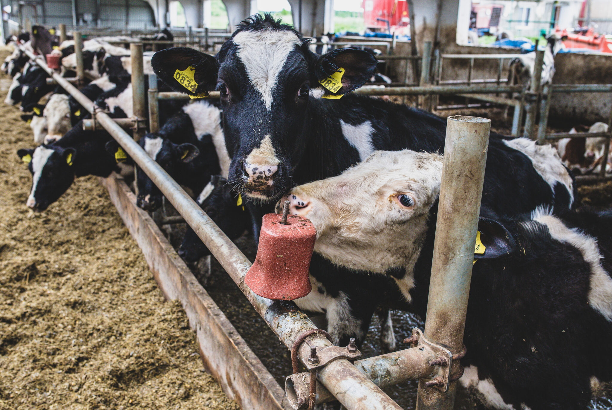 World’s Biggest Meat and Dairy Companies Spend More on Ads than Cutting ...