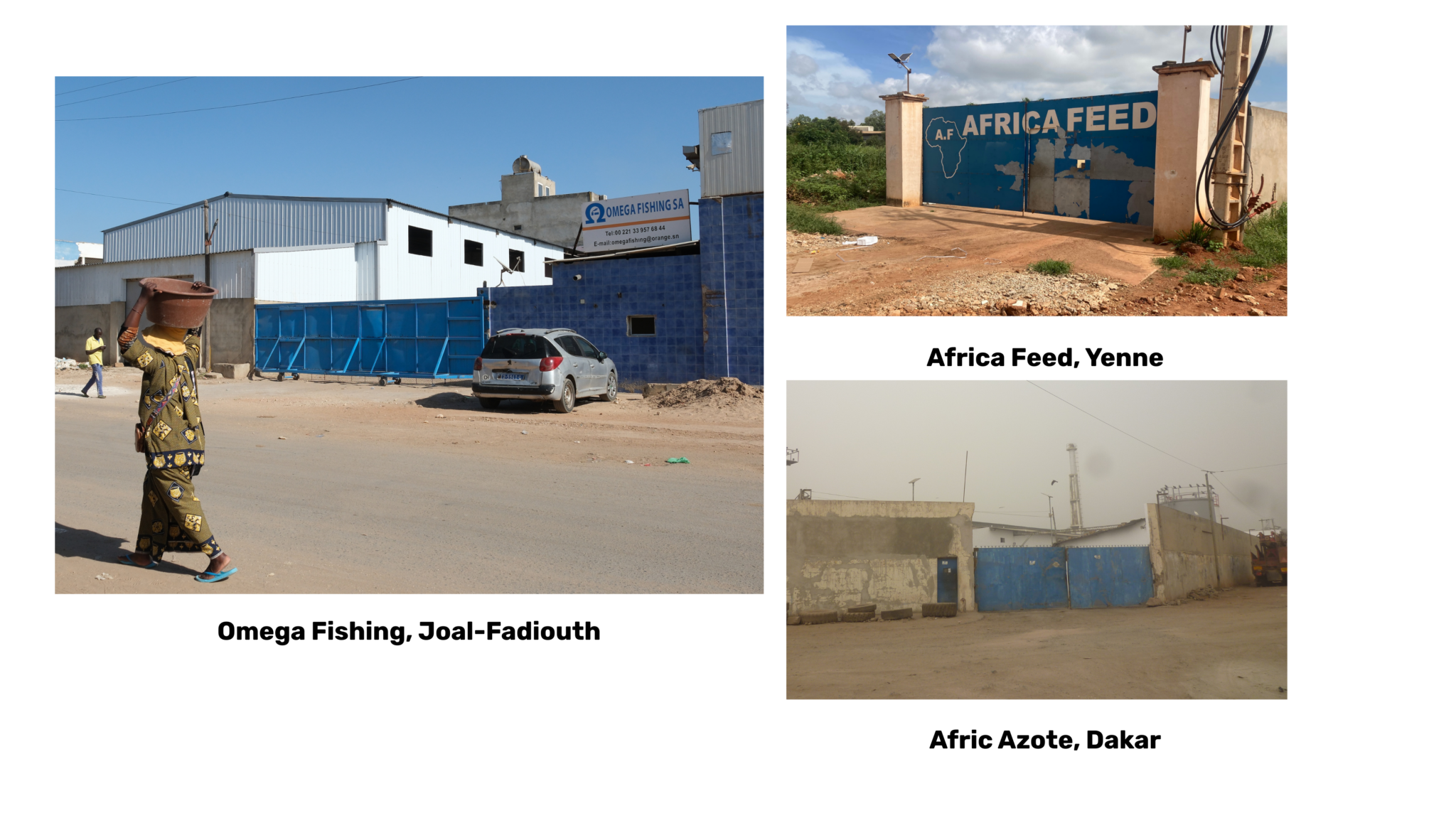 Revealed: UK Supermarket Seabass Linked to Devastating Overfishing in ...